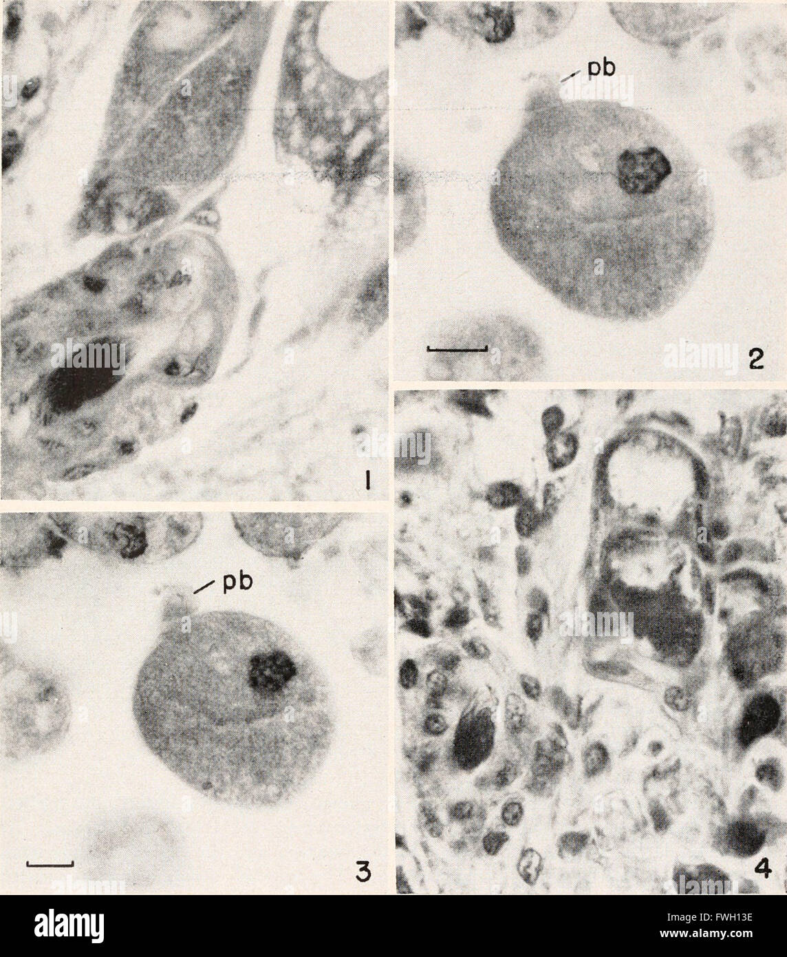 The Biological bulletin Stock Photo - Alamy