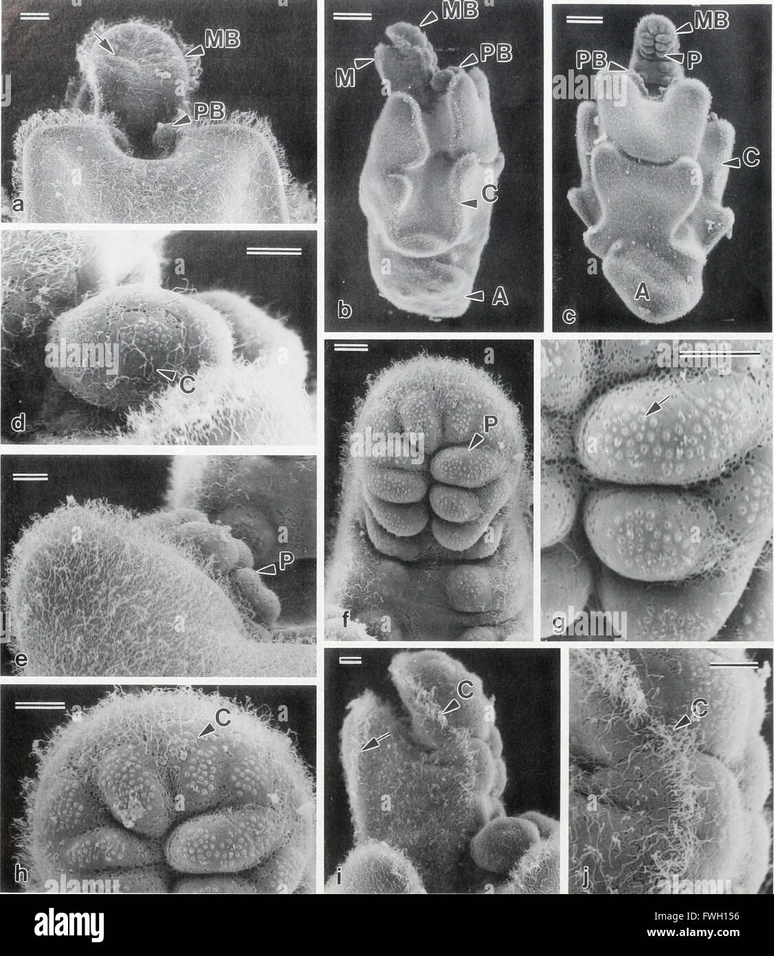 The 'Biological Bulletin' is a scientific journal that publishes ...