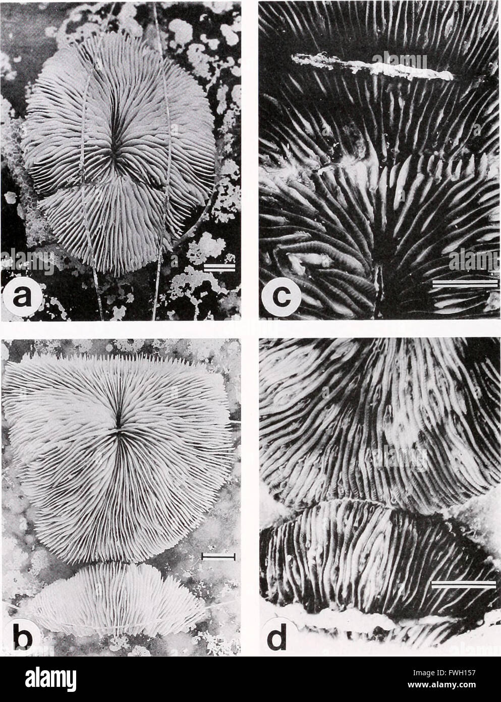 The Biological bulletin Stock Photo - Alamy