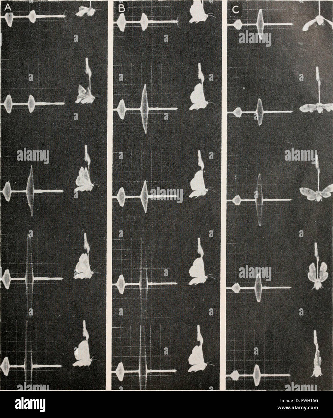 The Biological bulletin Stock Photo - Alamy