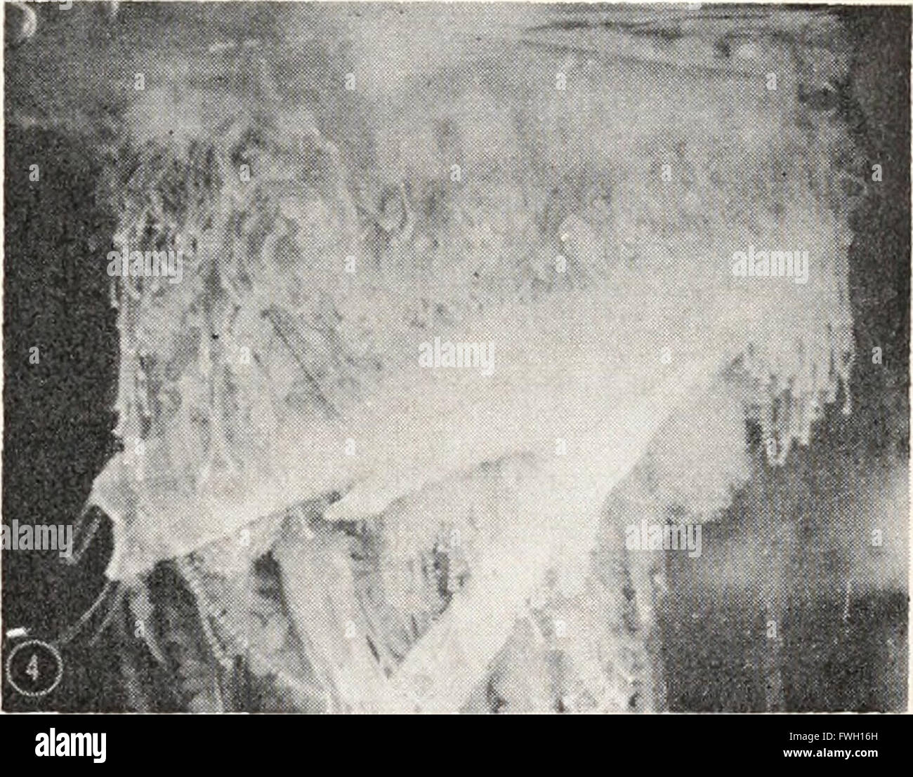 The Biological bulletin Stock Photo - Alamy