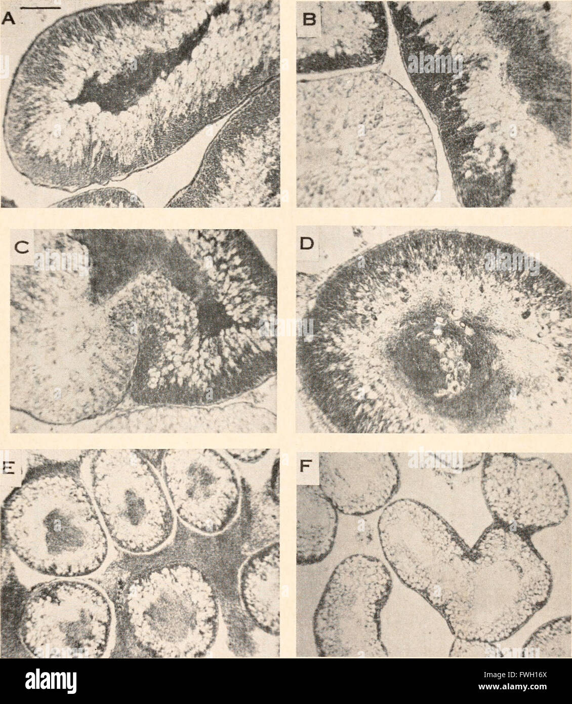 A scientific journal titled 'The Biological Bulletin' that provides ...