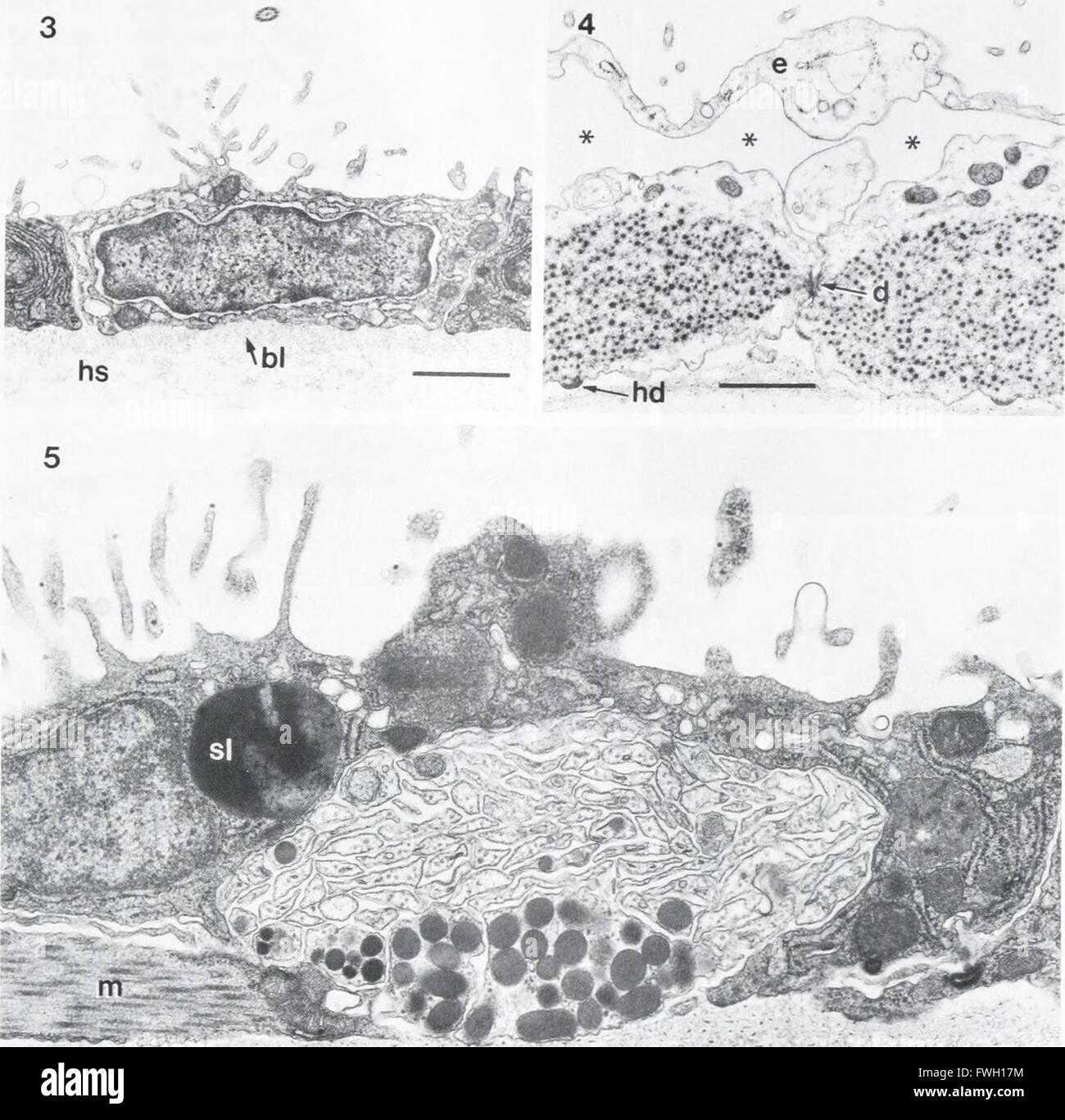 'The Biological Bulletin' publishes biological research across diverse ...