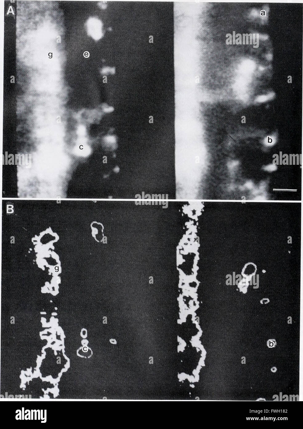 The Biological bulletin Stock Photo - Alamy