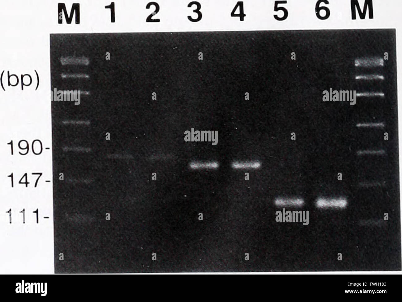 The Biological bulletin Stock Photo - Alamy