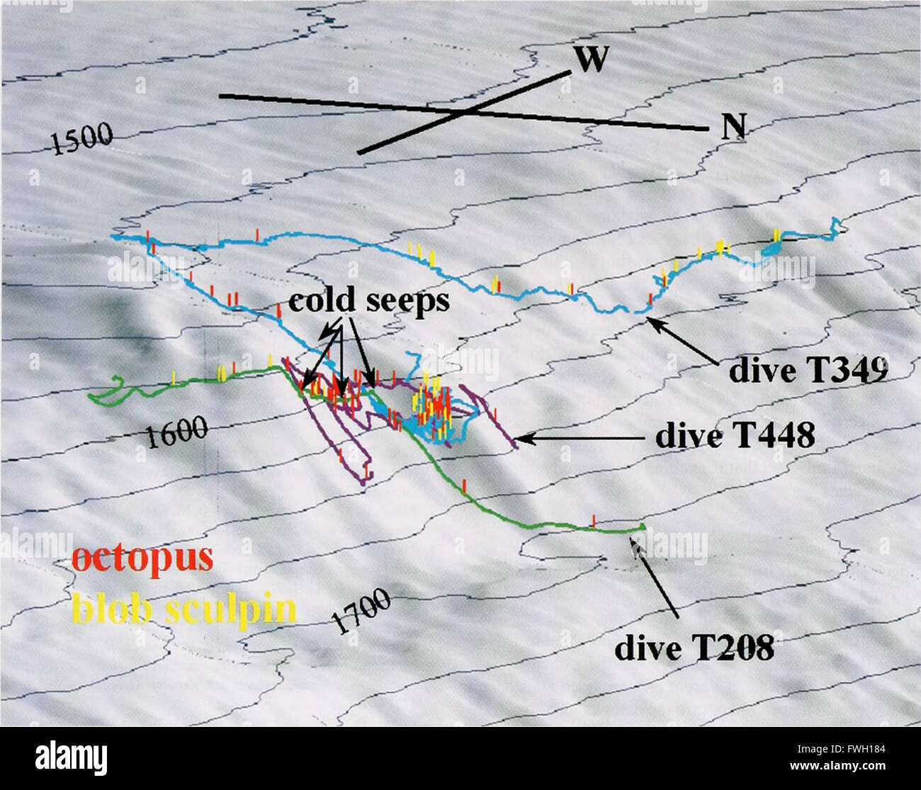 The Biological bulletin Stock Photo - Alamy