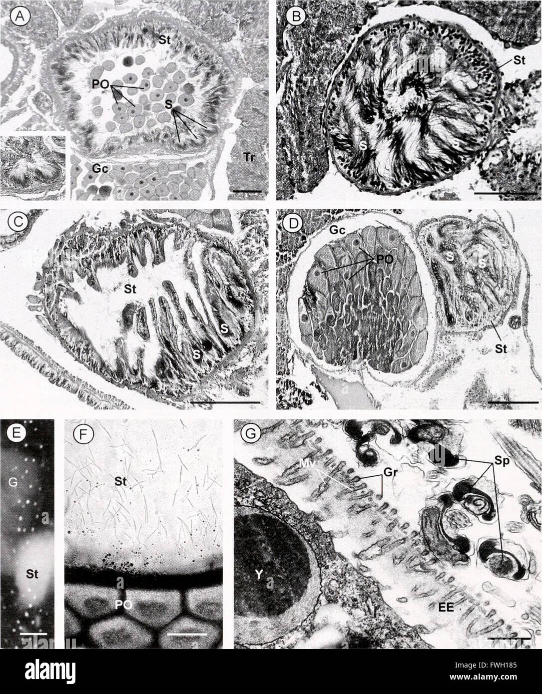 'The Biological Bulletin' is a scientific journal focused on biology ...