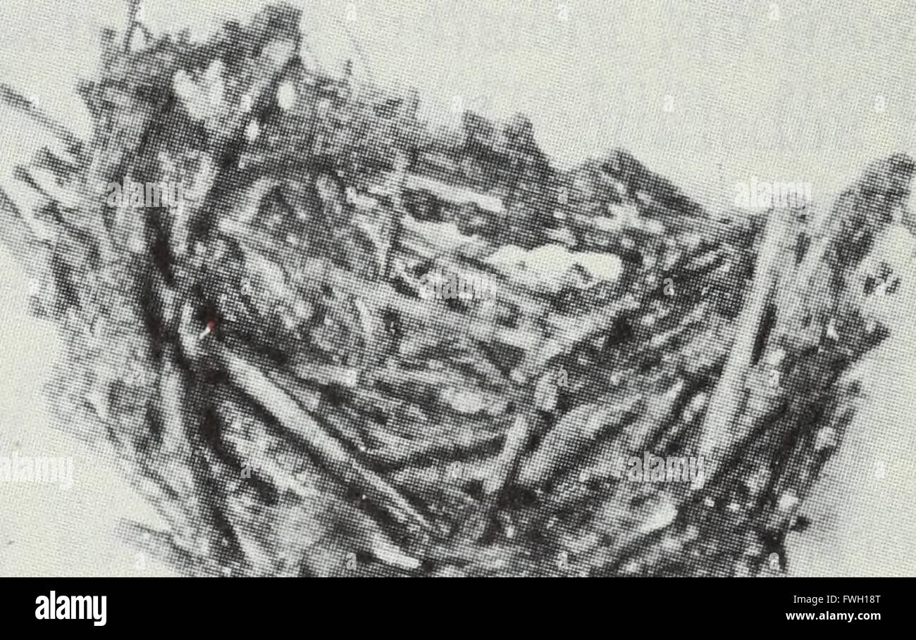'The Bird, Its Form and Function' (1906) explores avian anatomy ...