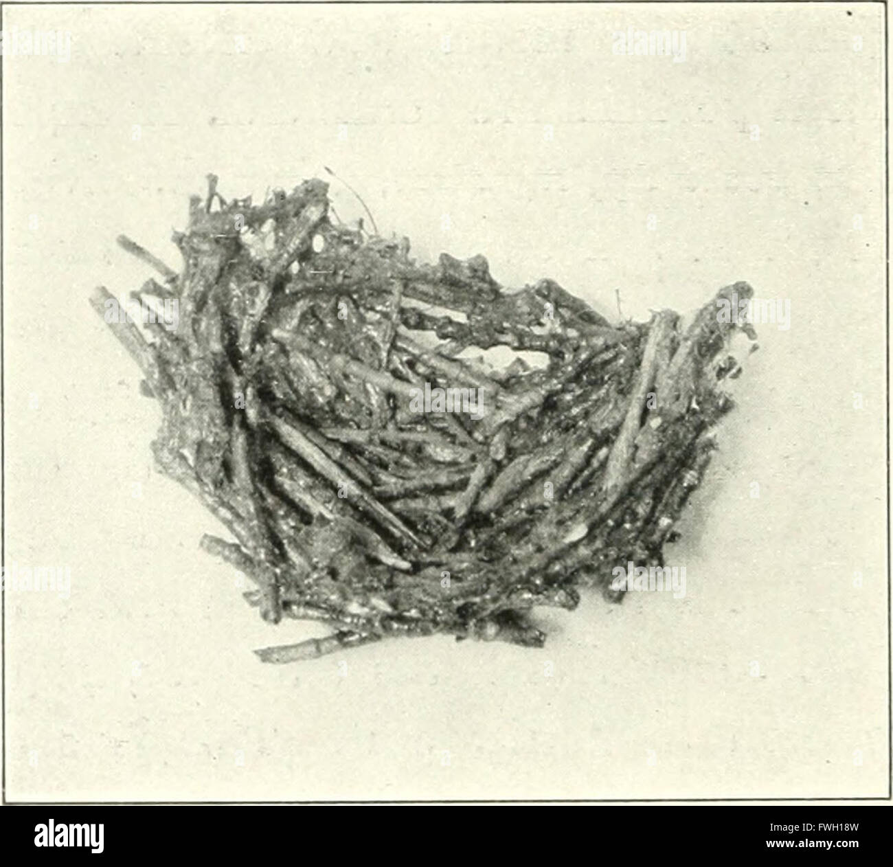 This 1906 work examines the structure, behavior, and role of birds in ...