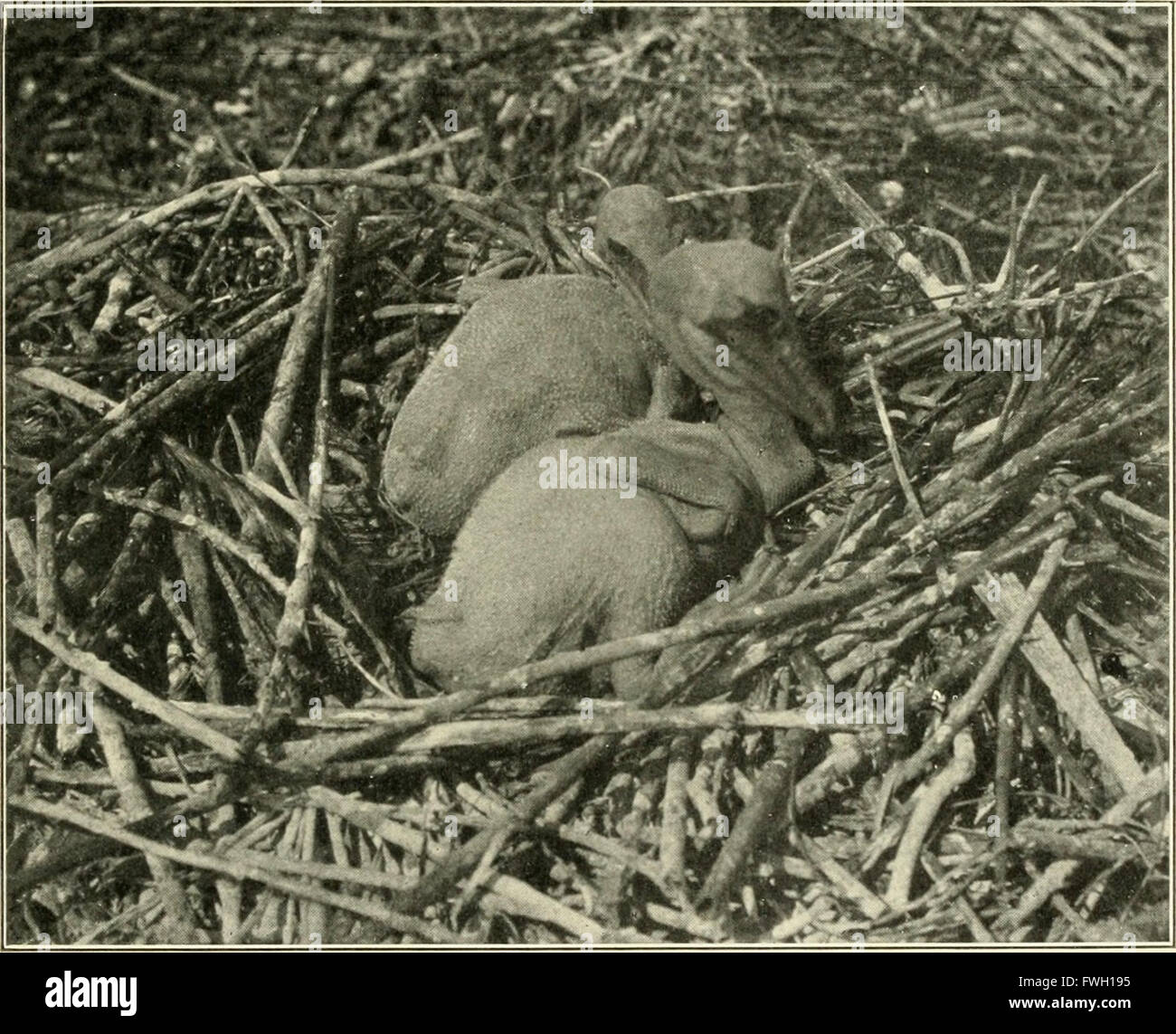 A 1906 work exploring the anatomical structure and functional aspects ...