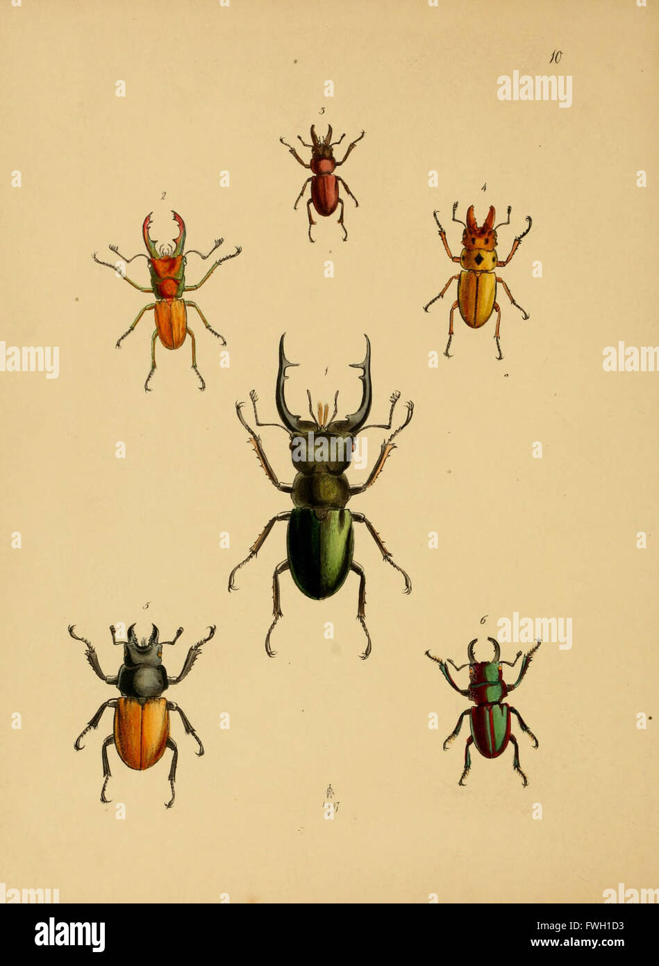 Plate 10 from The Cabinet of Oriental Entomology features detailed ...