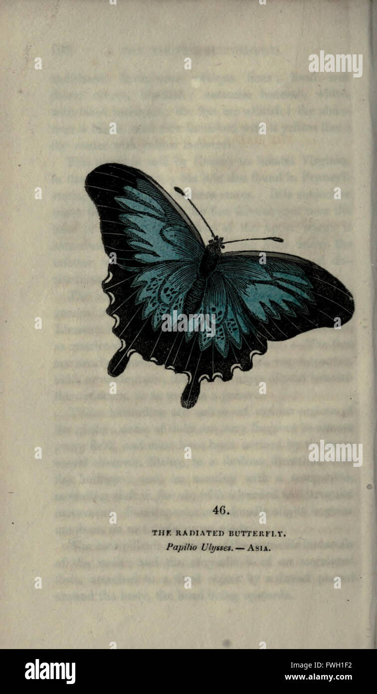 This plate from 'The Book of Butterflies, Sphinxes, and Moths ...