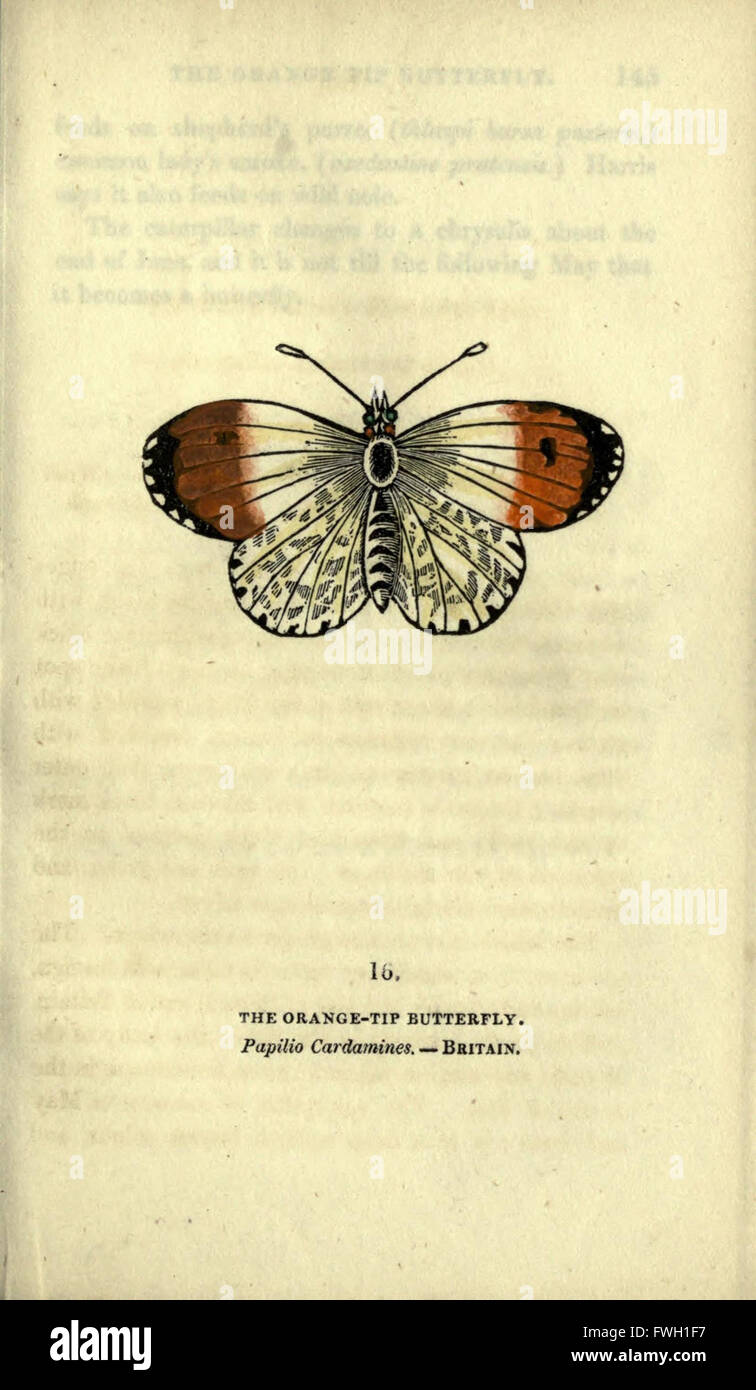 Moths presents hi-res stock photography and images - Alamy