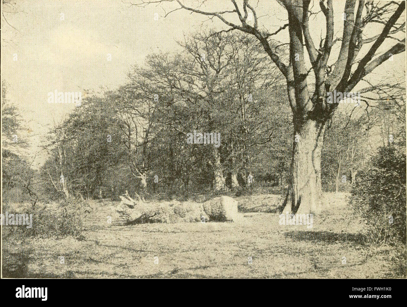 The book of photography; practical, theoretical and applied (1905 Stock ...