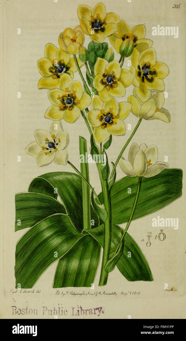 Featuring detailed depictions of different plant species hi-res stock ...