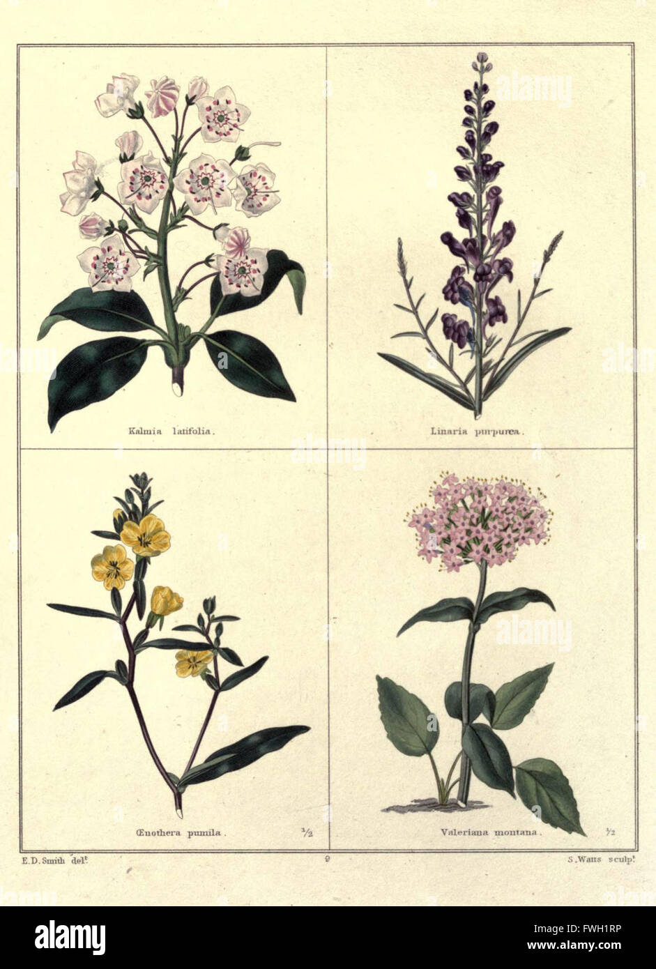 Plate 9 of 'The Botanic Garden' presents detailed illustrations and ...