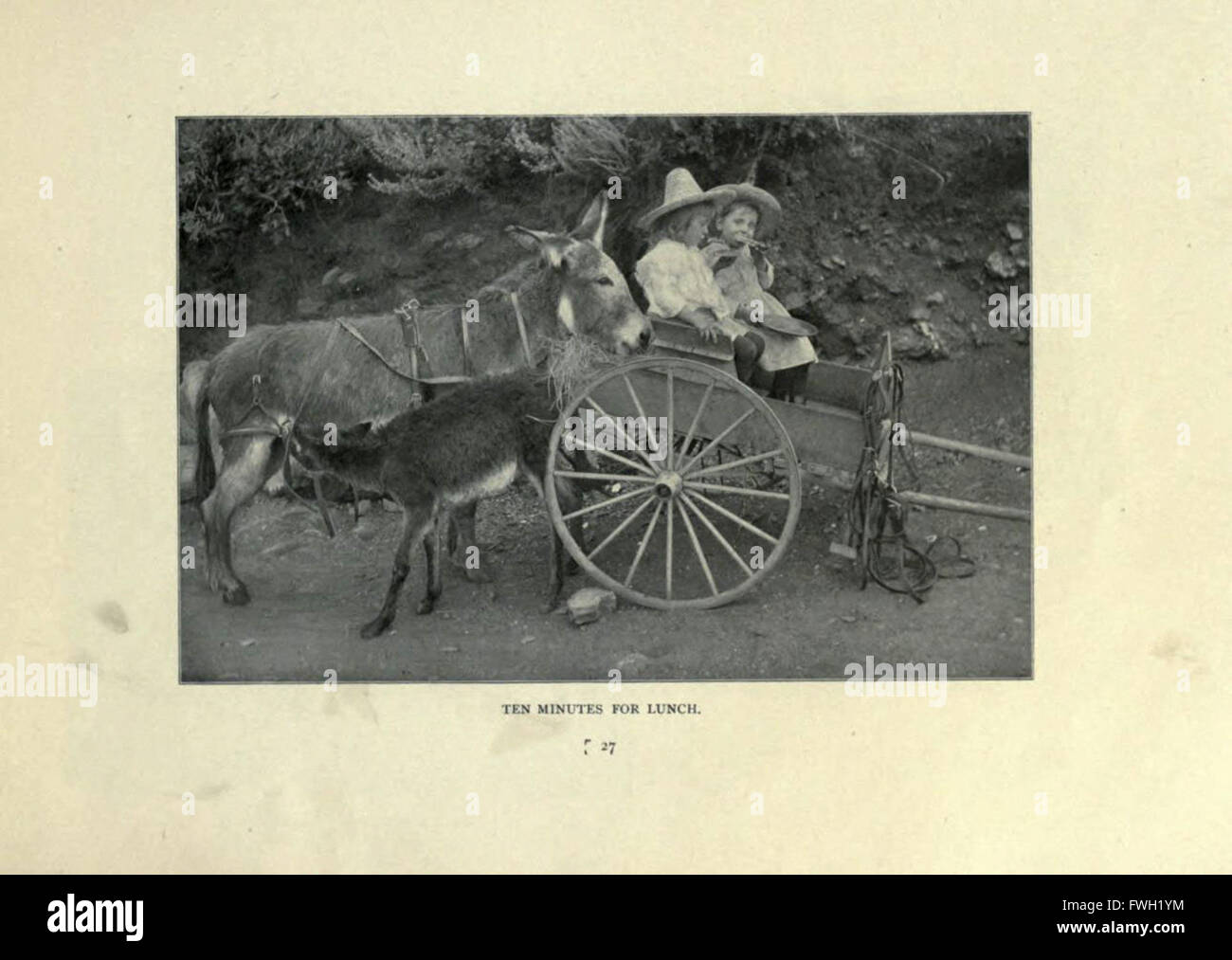 An illustrated reference book focused on burros, providing details on ...