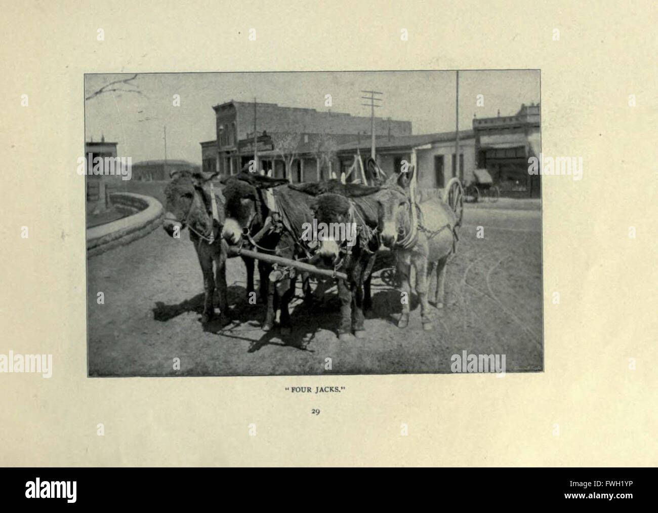 An excerpt from 'The Burro Book,' focusing on the role of burros in ...