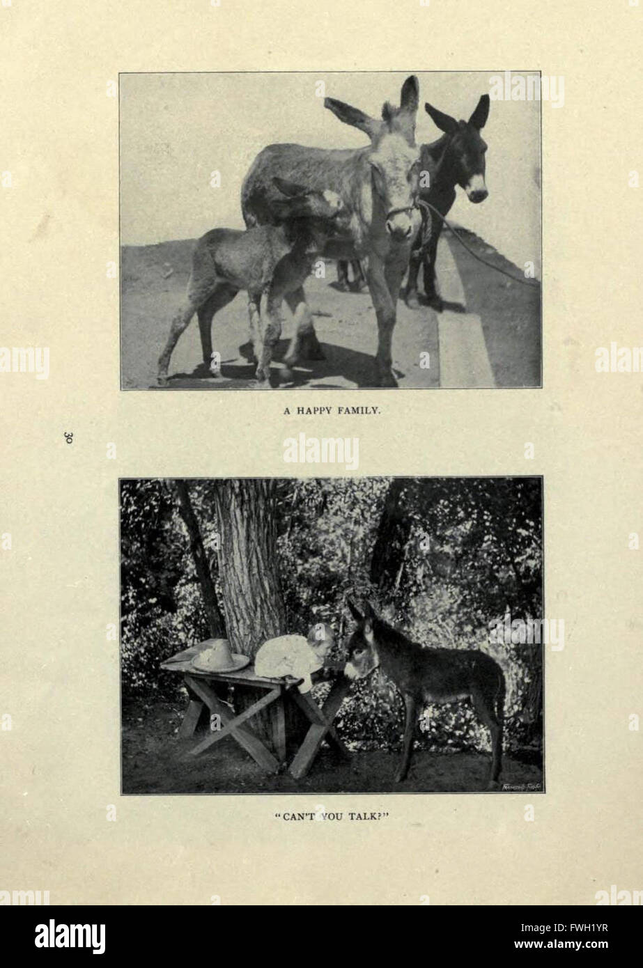 A page from 'The Burro Book,' featuring a detailed look at the burro’s ...