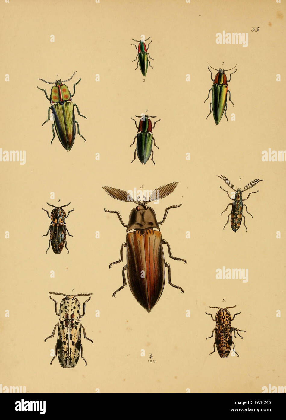 A publication on oriental entomology, featuring studies of insect ...