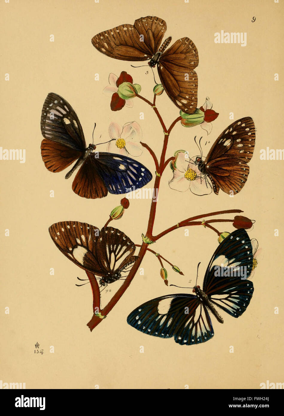 A detailed study of insect species from Eastern regions, featuring ...