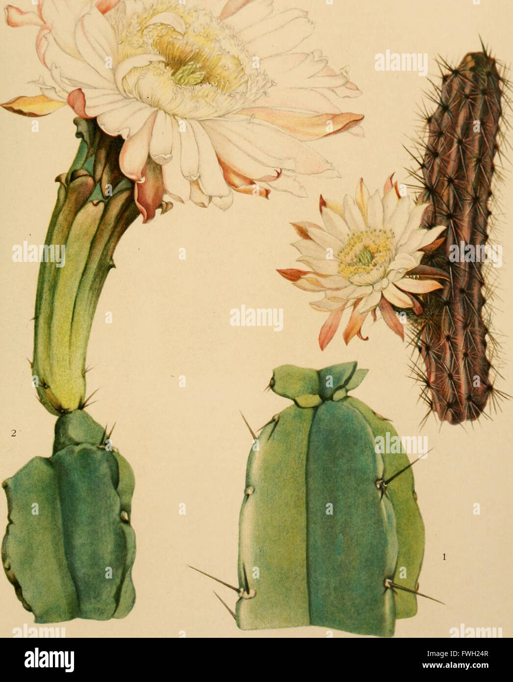 This 1919 work provides detailed descriptions and illustrations of ...