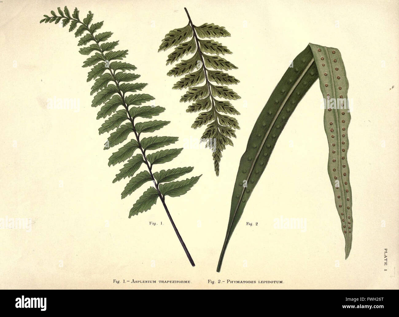 A detailed illustration featuring various Indian fern species, with a ...
