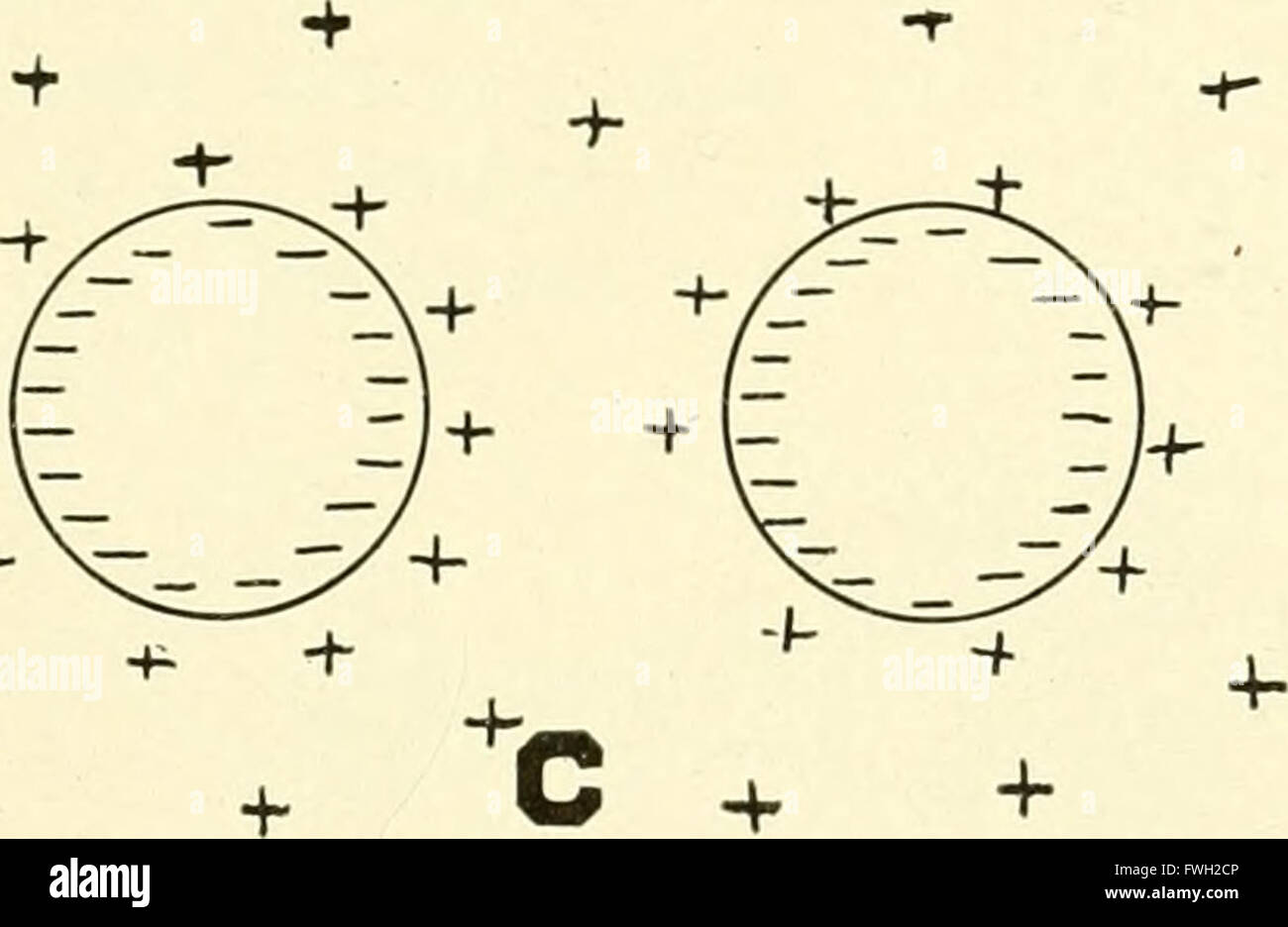 Cell protoplasm 1940 hi-res stock photography and images - Alamy