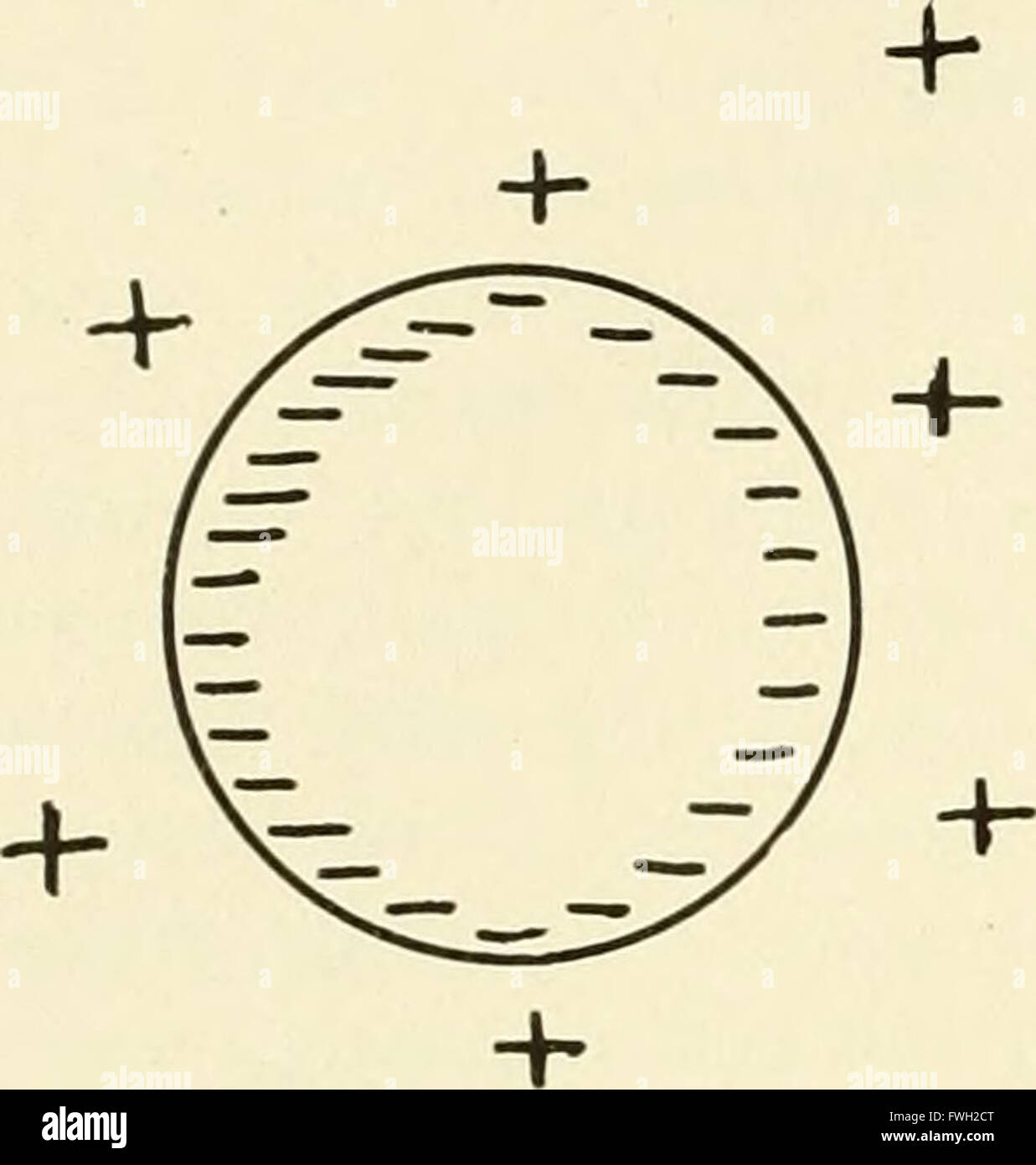 Cell protoplasm 1940 hi-res stock photography and images - Alamy