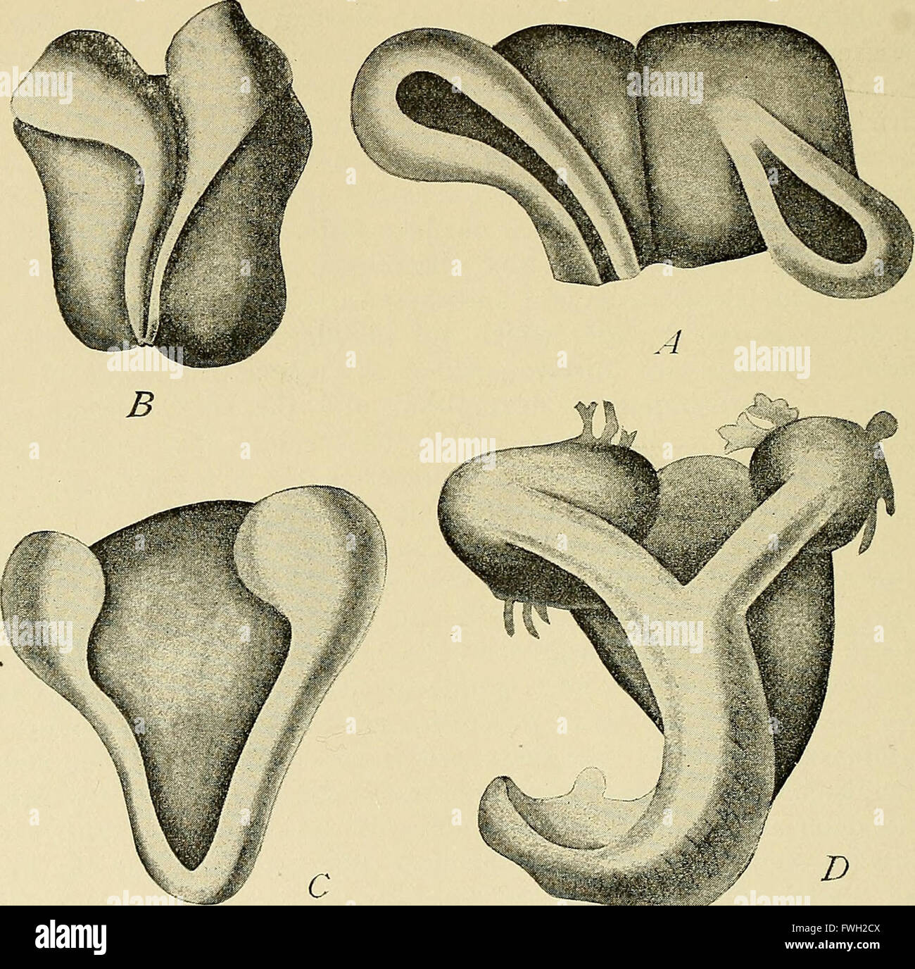 Cell in development inheritance hi-res stock photography and images - Alamy