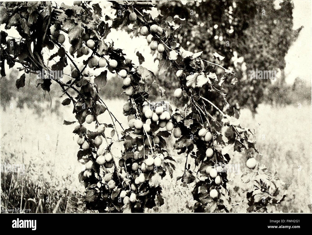 A comprehensive gardening reference from 1900, offering detailed advice ...