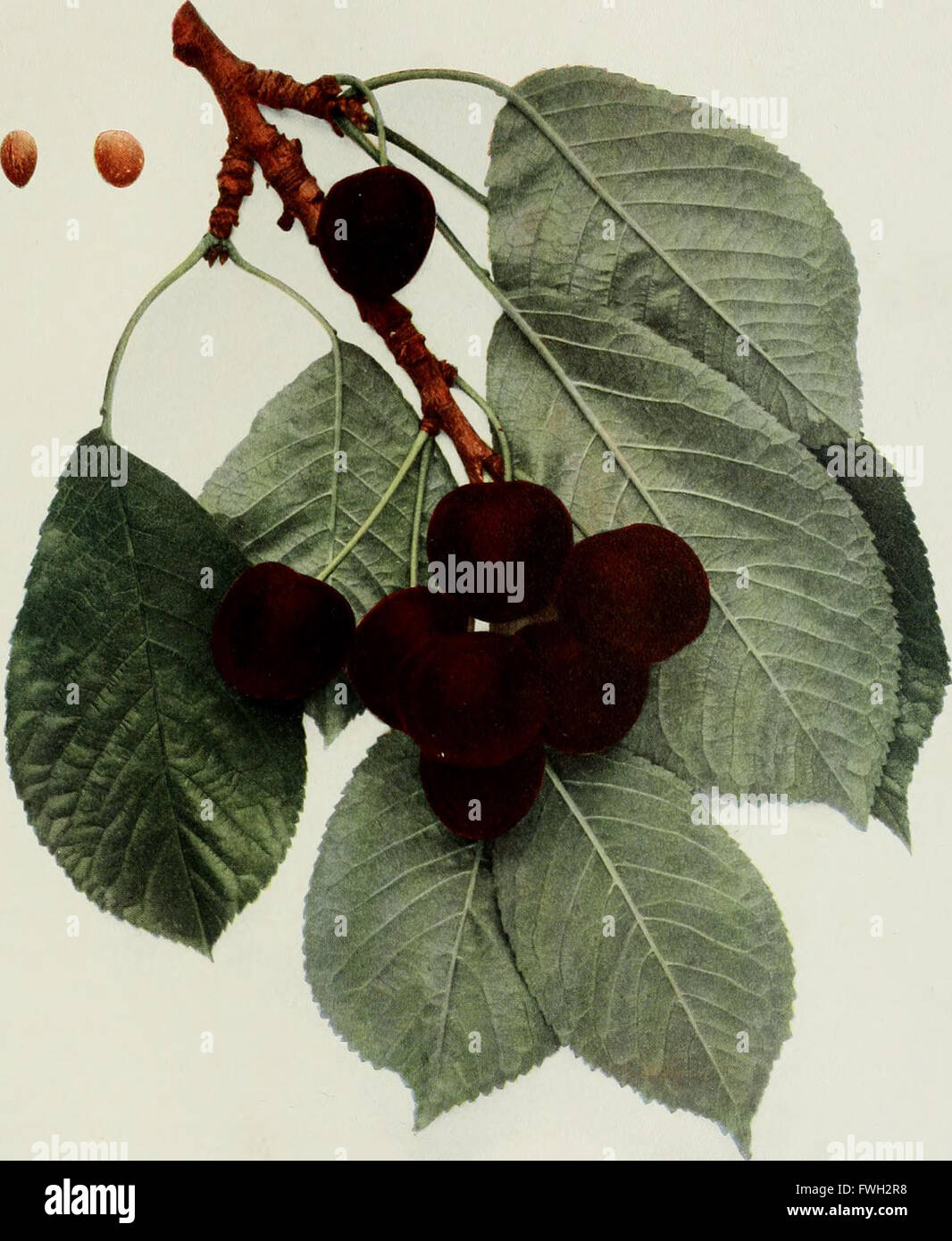 'The Cherries of New York' (1915) details cherry cultivation, varieties ...