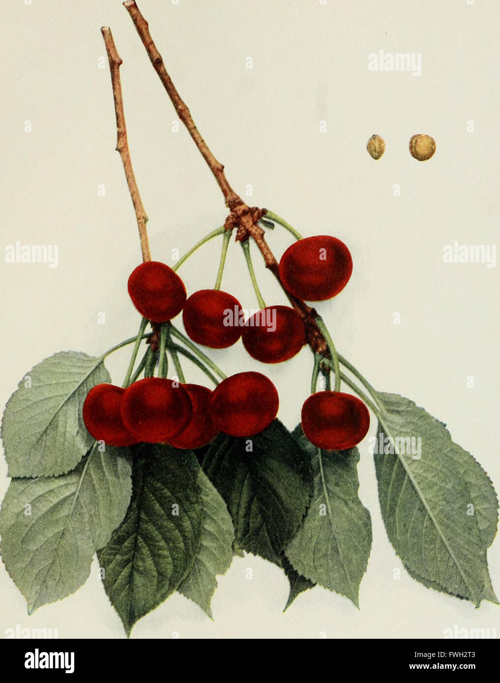 This work provides a detailed overview of cherry cultivation in New ...