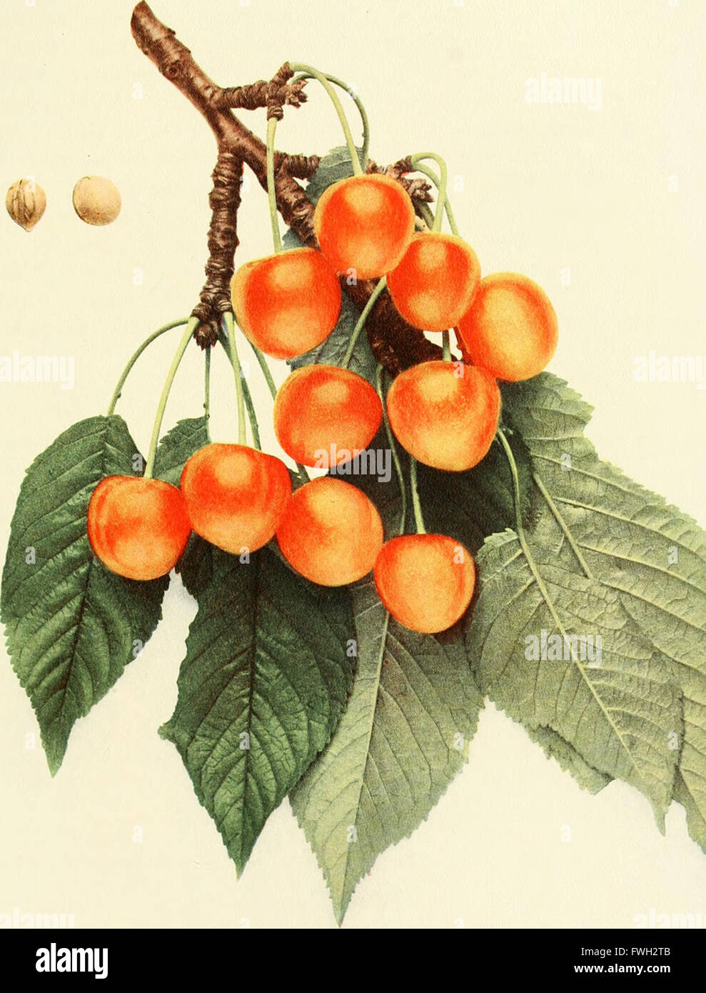 This 1915 work is a detailed guide to the cherry varieties grown in New ...