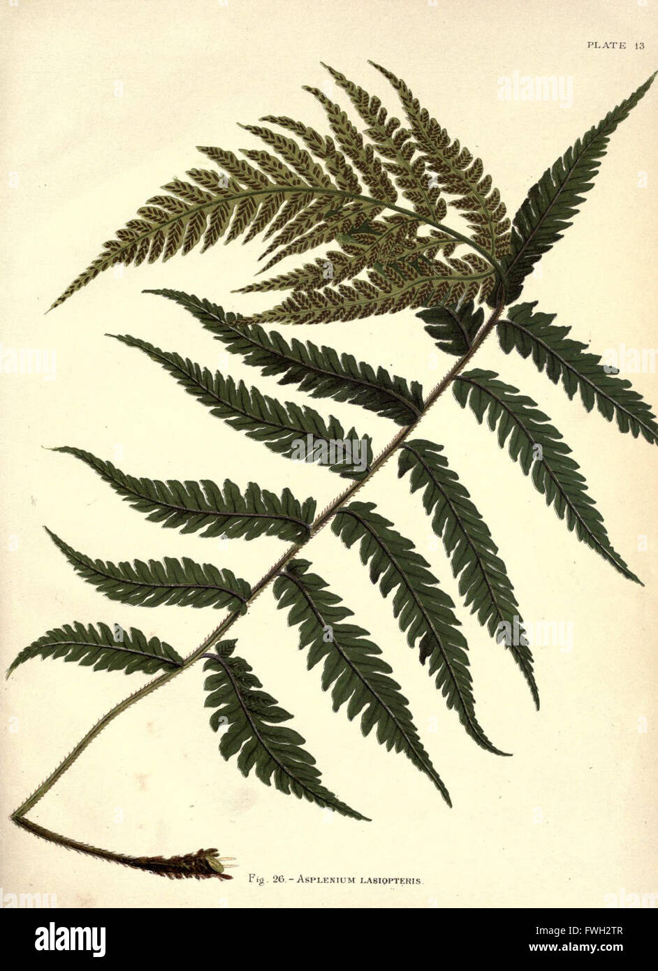 An illustrated album showcasing various species of Indian ferns, with a ...