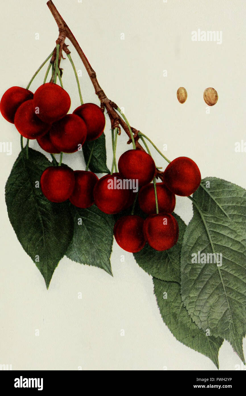 A detailed work on the various cherry varieties grown in New York ...