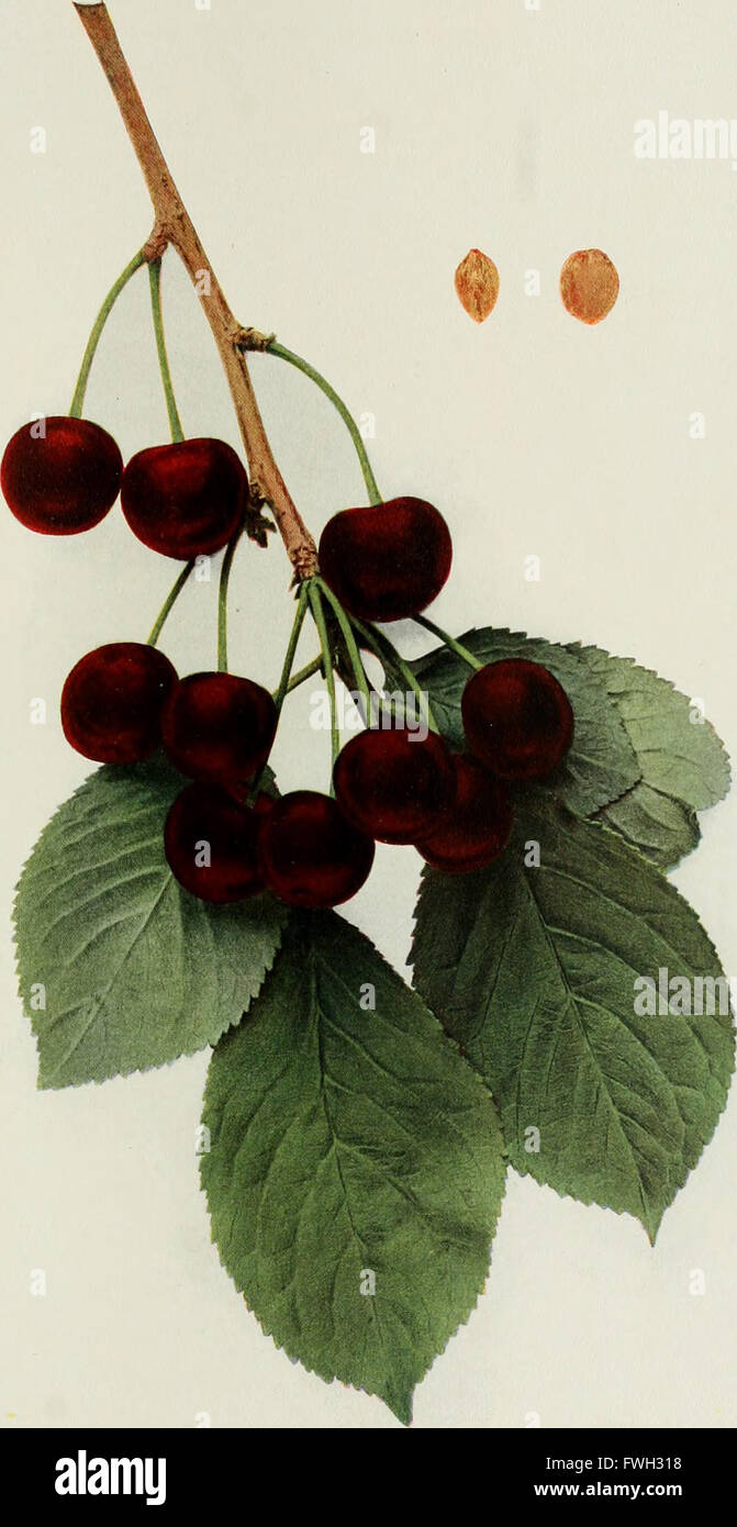 A detailed exploration of cherry production and cultivation in New York ...