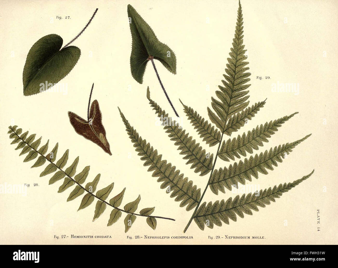 This plate from an album of Indian ferns depicts various species of ...