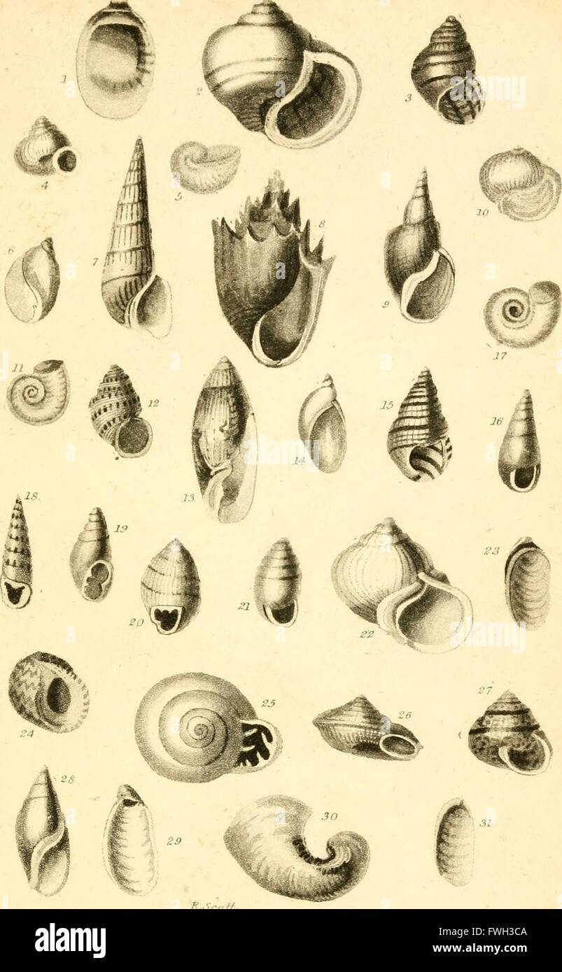 This 1833 text provides a guide for conchologists, focusing on the ...