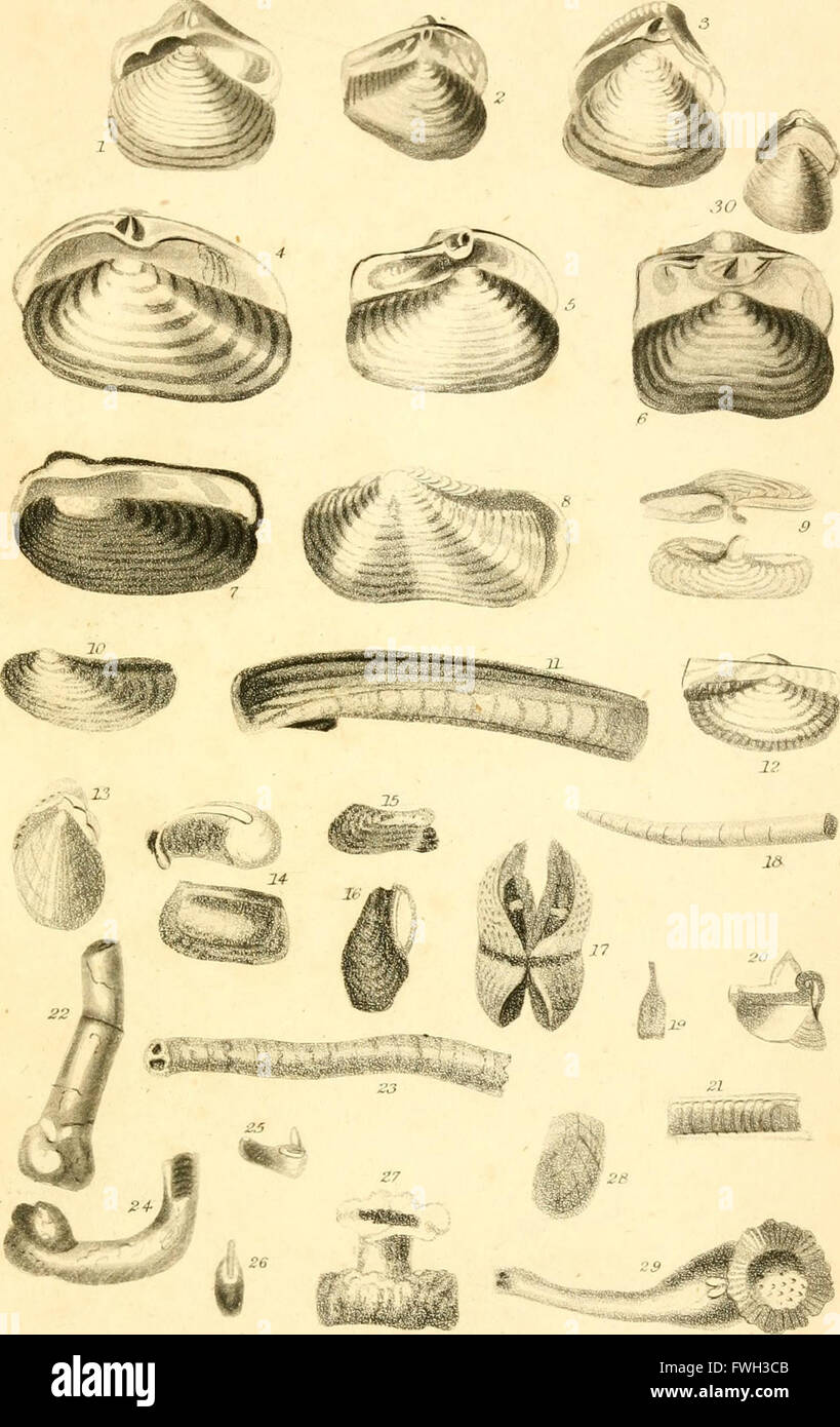 Lamarck shells hi-res stock photography and images - Alamy