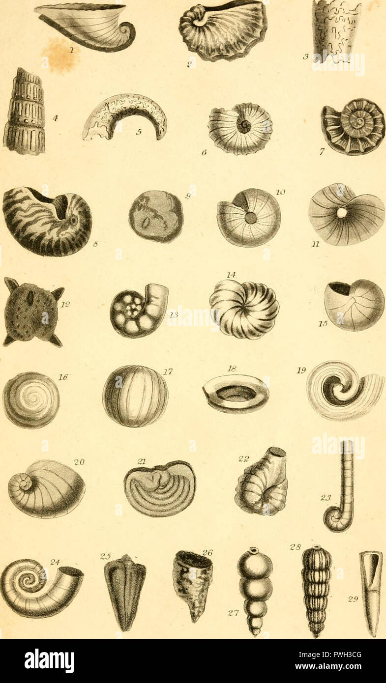 This 1836 text provides a guide to conchology, including the ...