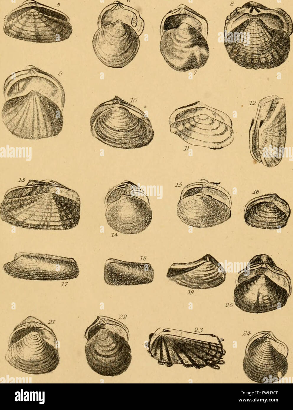 This 1858 text by Lamarck and Linnaeus outlines the classification of ...