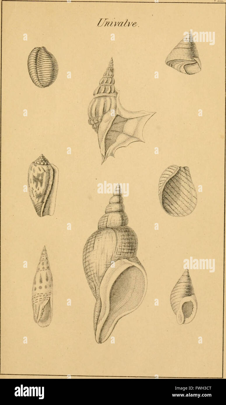 Published in 1858, this conchologist's guide details the classification ...