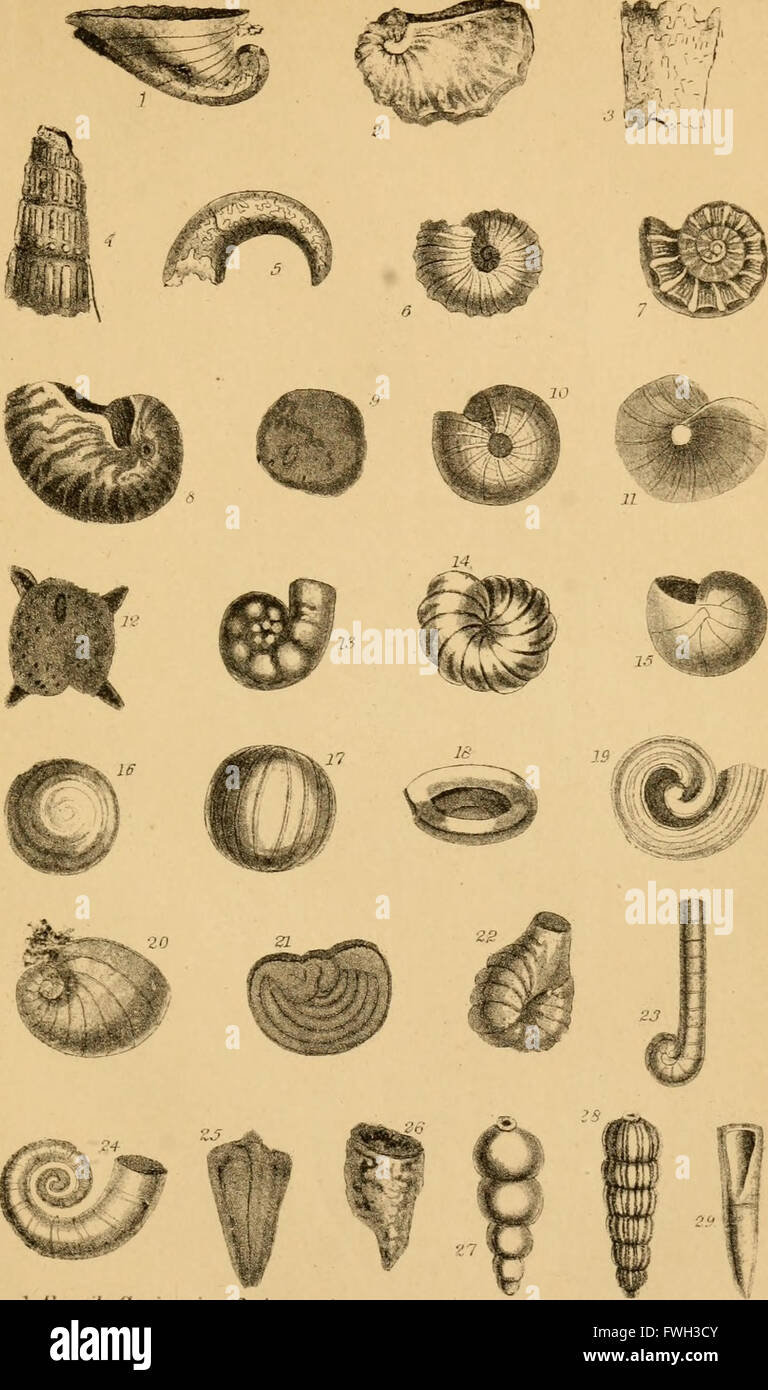 This 1858 text offers a comprehensive guide to the classification of ...
