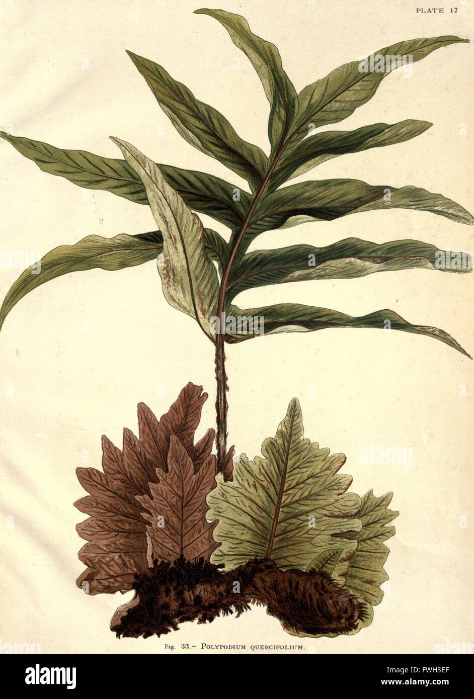 'Album of Indian Ferns' (Plate 17) is an illustrated guide to various ...