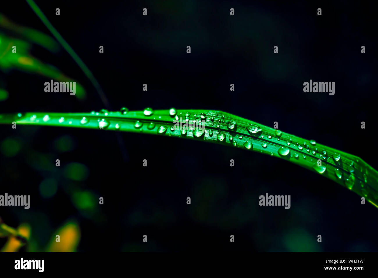 Fresh water drops on long green-lit plant Stock Photo - Alamy