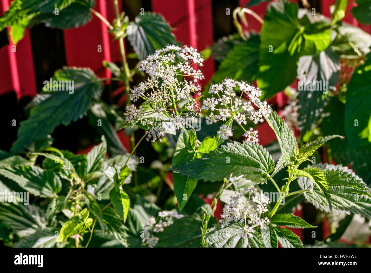 Aeropodium and leaves of nettle on red background at sunny day Stock ...