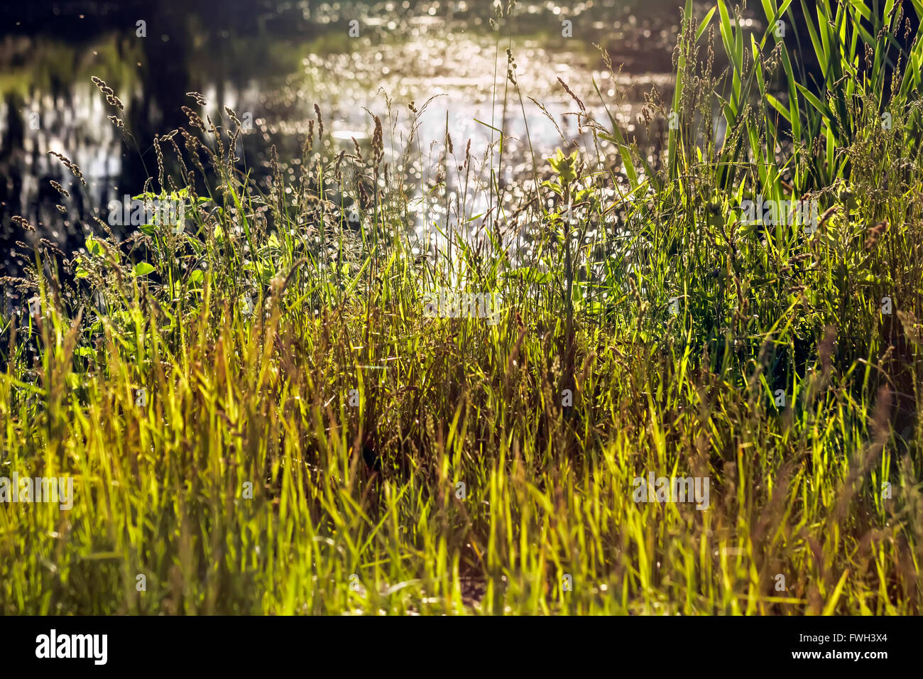Tall water grass hi-res stock photography and images - Alamy