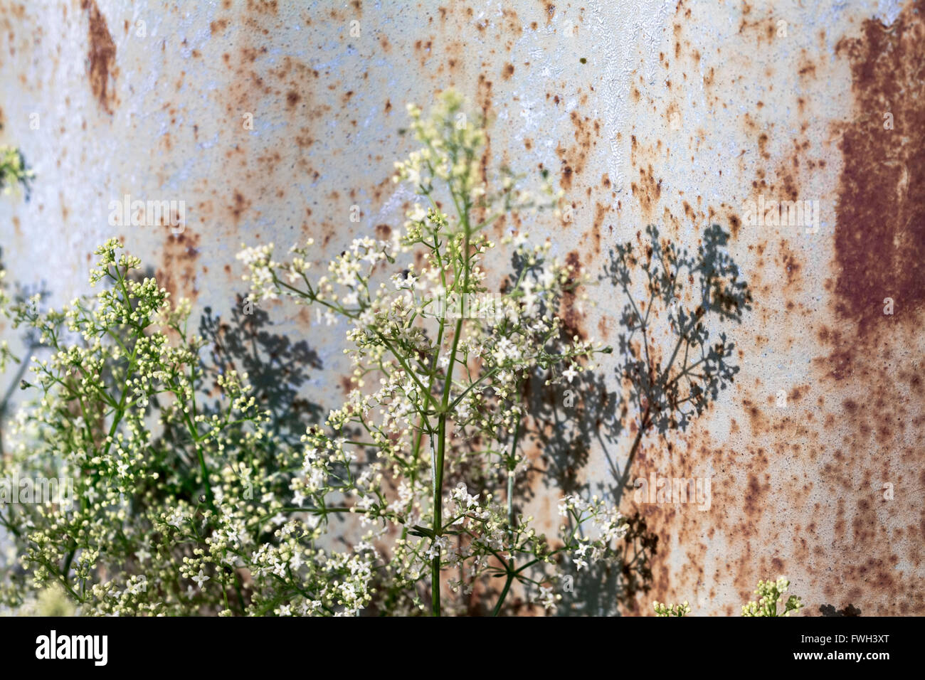 Bright flowers and shadow in background of rust day Stock Photo - Alamy
