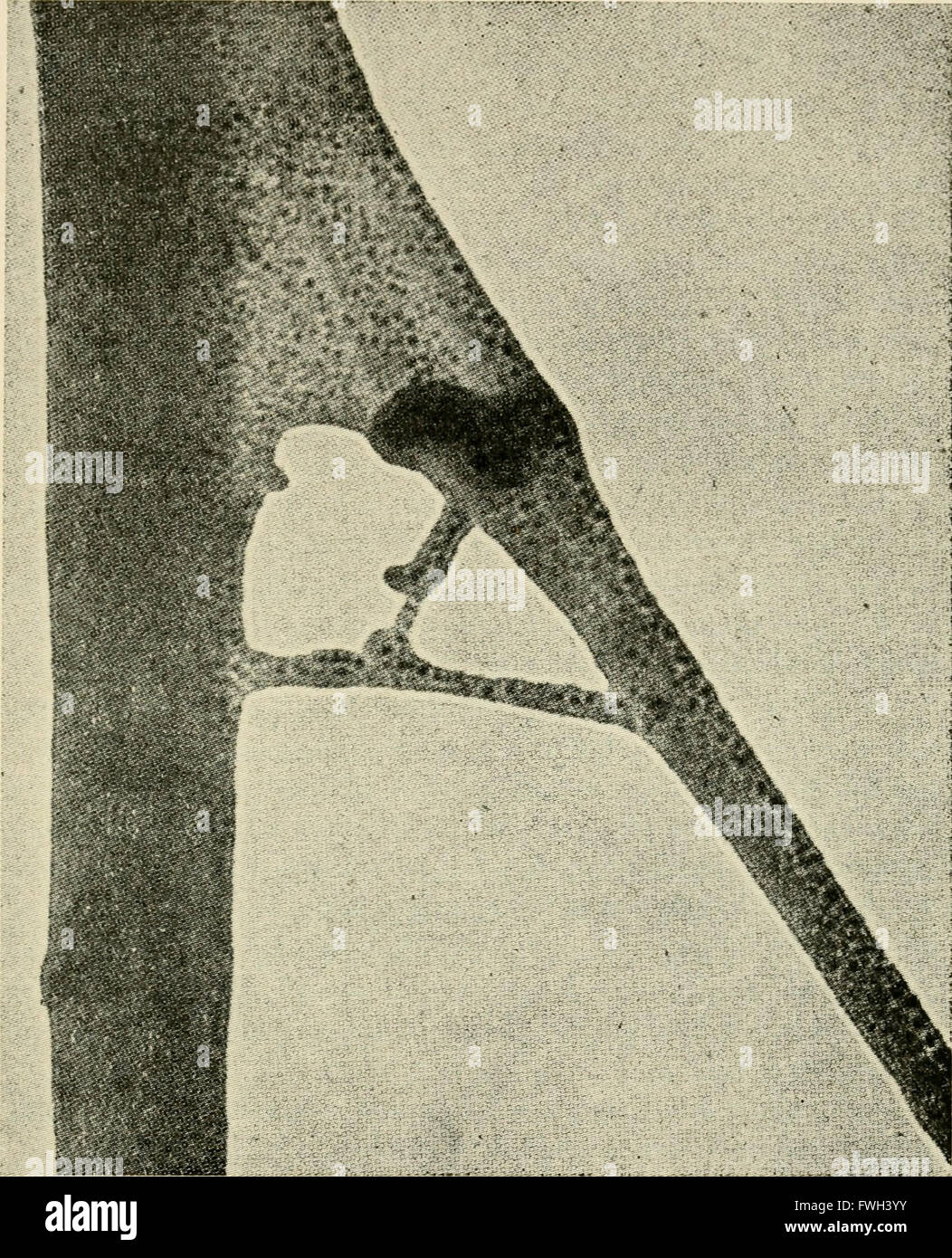 Electron microscope drawing hi-res stock photography and images - Alamy